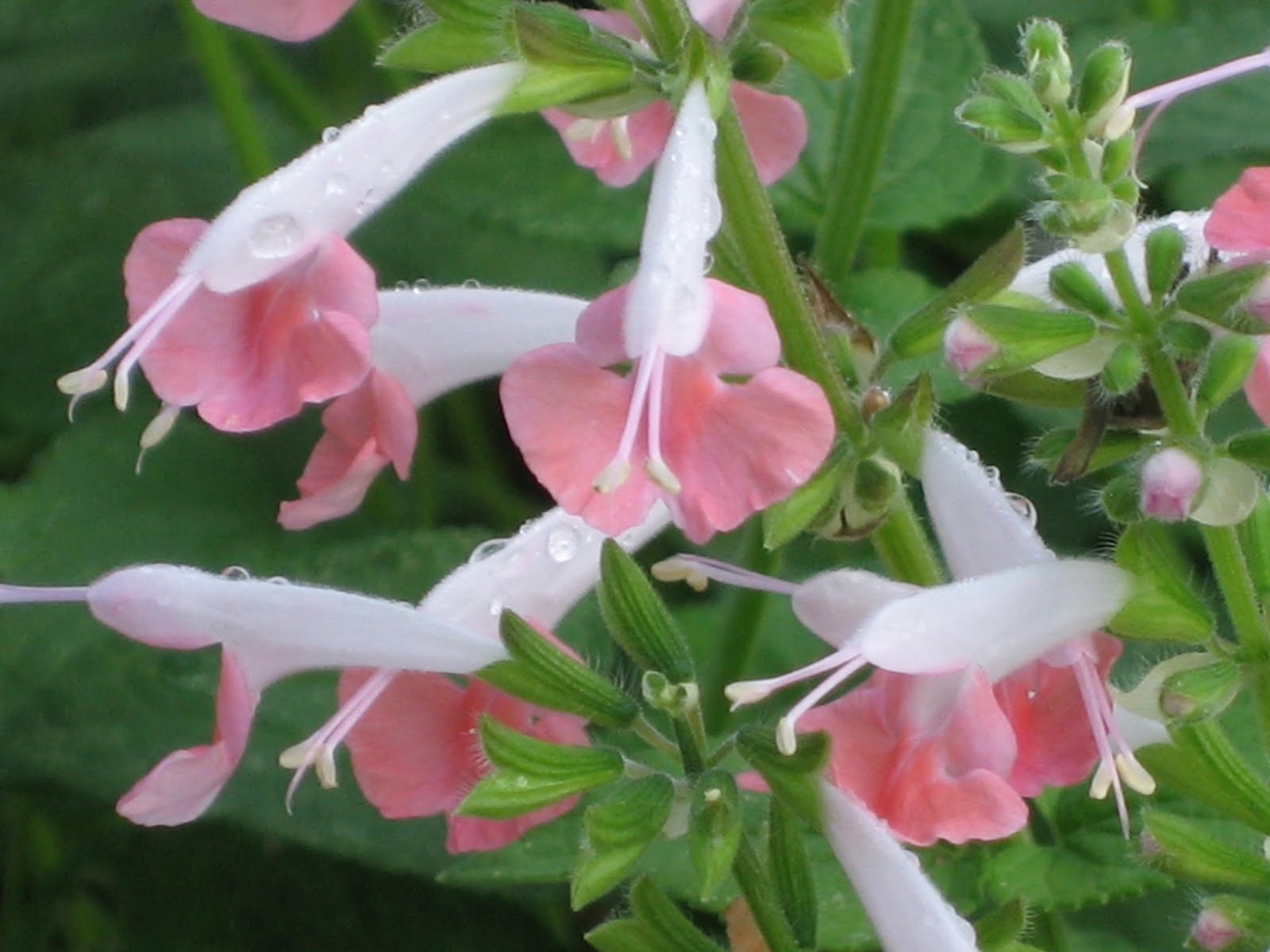 Lisa Bonassin's Garden: What's Blooming Now - Coral Nymph Salvia 09/17/10