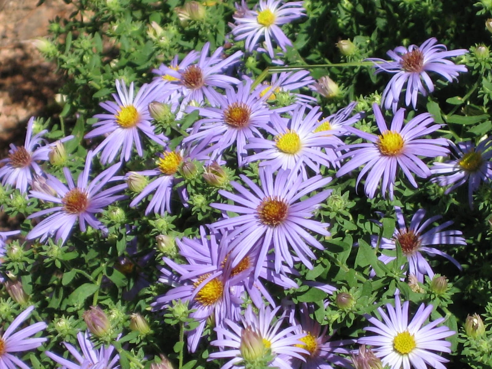 Lisa Bonassin's Garden: What's Blooming Now - Prairie Asters 10/16/10