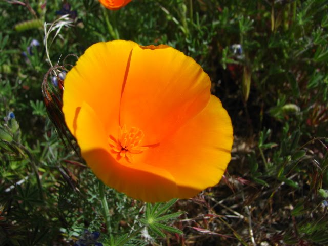 Kay's Way: California Golden Poppies