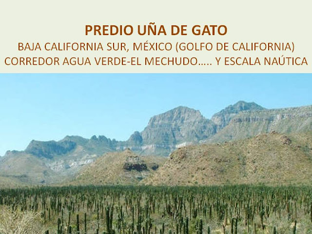 TODOS CONOCIENDO BCS MÈXICO: FLORA GENERAL EN BAJA CALIFORNIA SUR