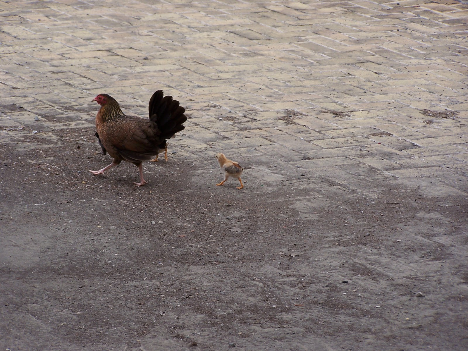Caribbean Missions: Animals & Birds On St. Croix