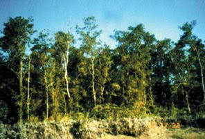 Sundarban's Informantions and Travel Tips: About Sundarbans