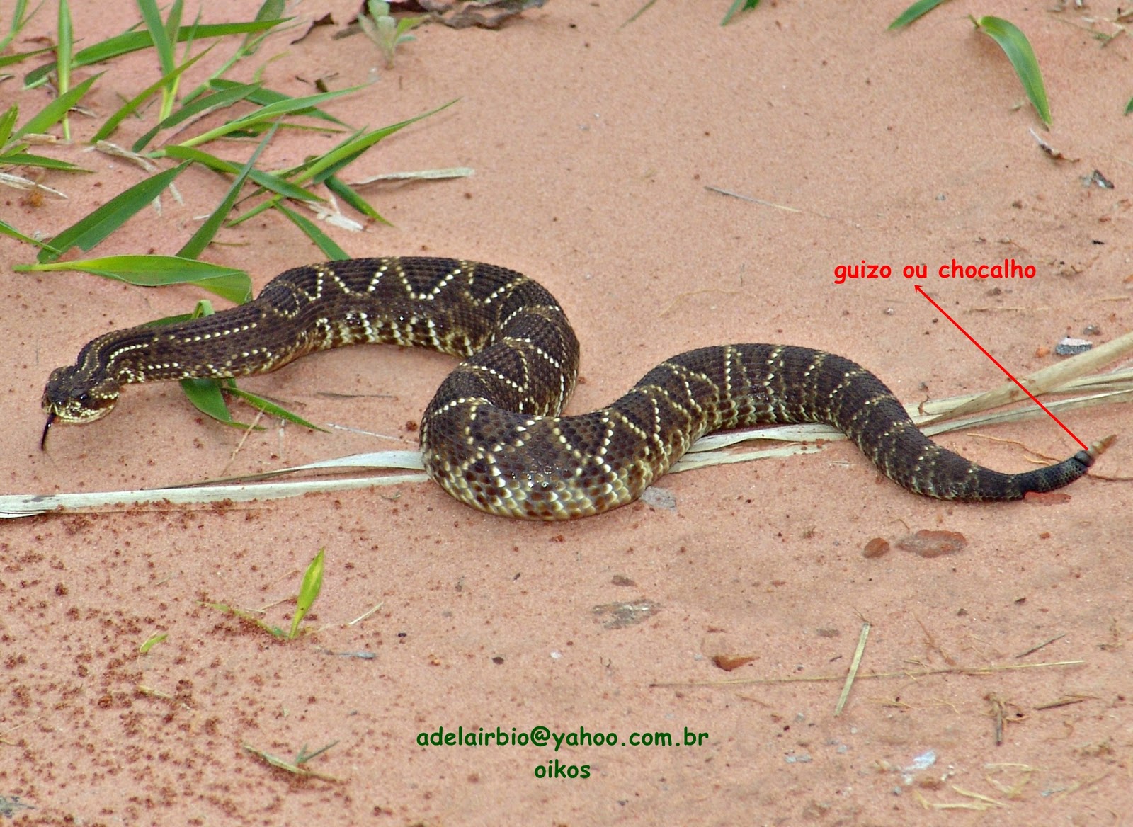 BIOLOGIA E HERPETOLOGIA Amor à vida e aos Répteis!: Ataques de ...