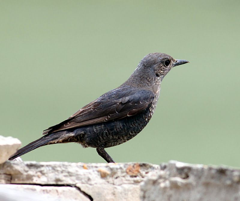 Another Bird Blog: More From Menorca