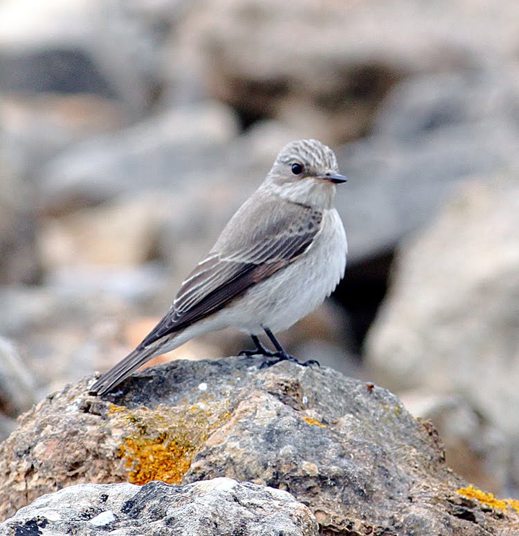 Another Bird Blog: More From Menorca
