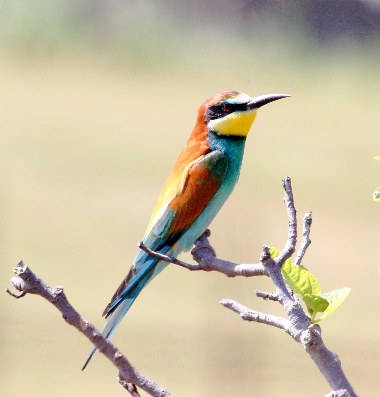 Another Bird Blog: Menorca Again