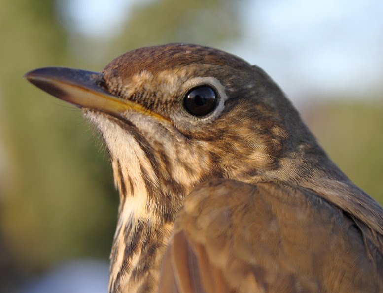 Another Bird Blog: Thrushes Prevail