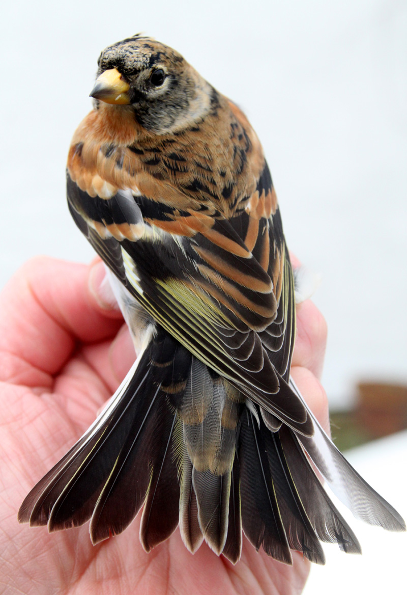 Another Bird Blog: Mostly Finches