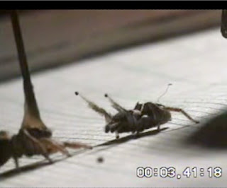 Park Street Nerd Alert: Jumping Spider Mating Dance