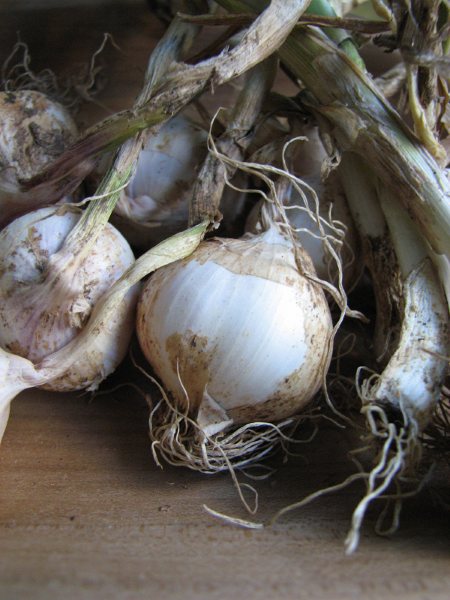Syrendell: Plaiting Onions & Garlic