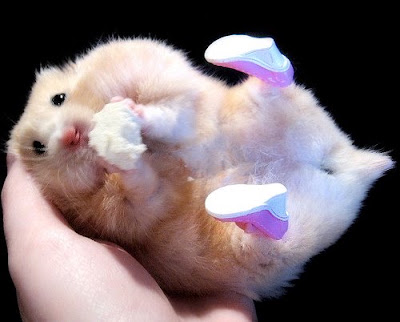 I Have Seen The Whole Of The Internet: Hamster shoes