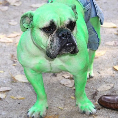 I Have Seen The Whole Of The Internet: Hulk Dog Costume