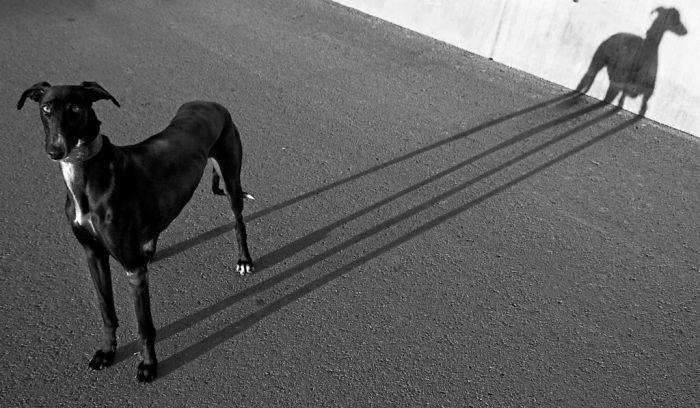 I Have Seen The Whole Of The Internet: Dog And Its Shadow