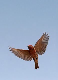 Earth, Sky & Beyond: Male House Finch in FLight - 45402