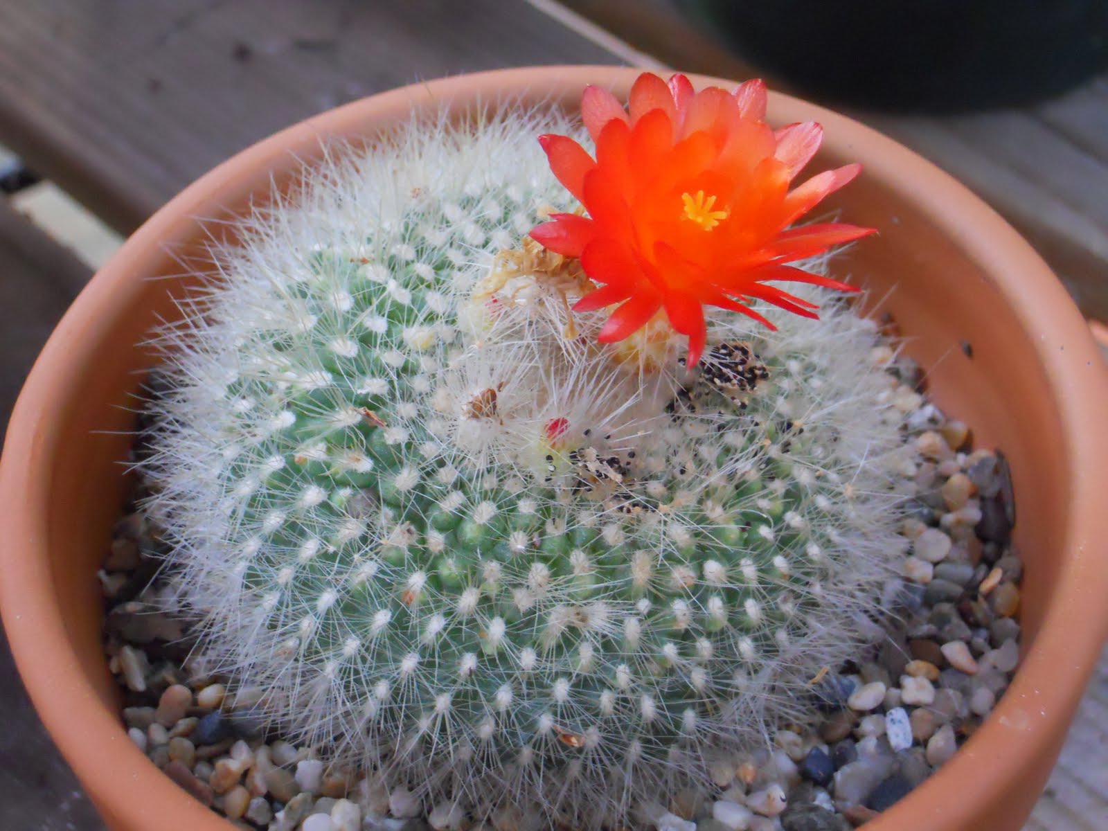 Death Valley Shack: Scarlett Ball Cactus