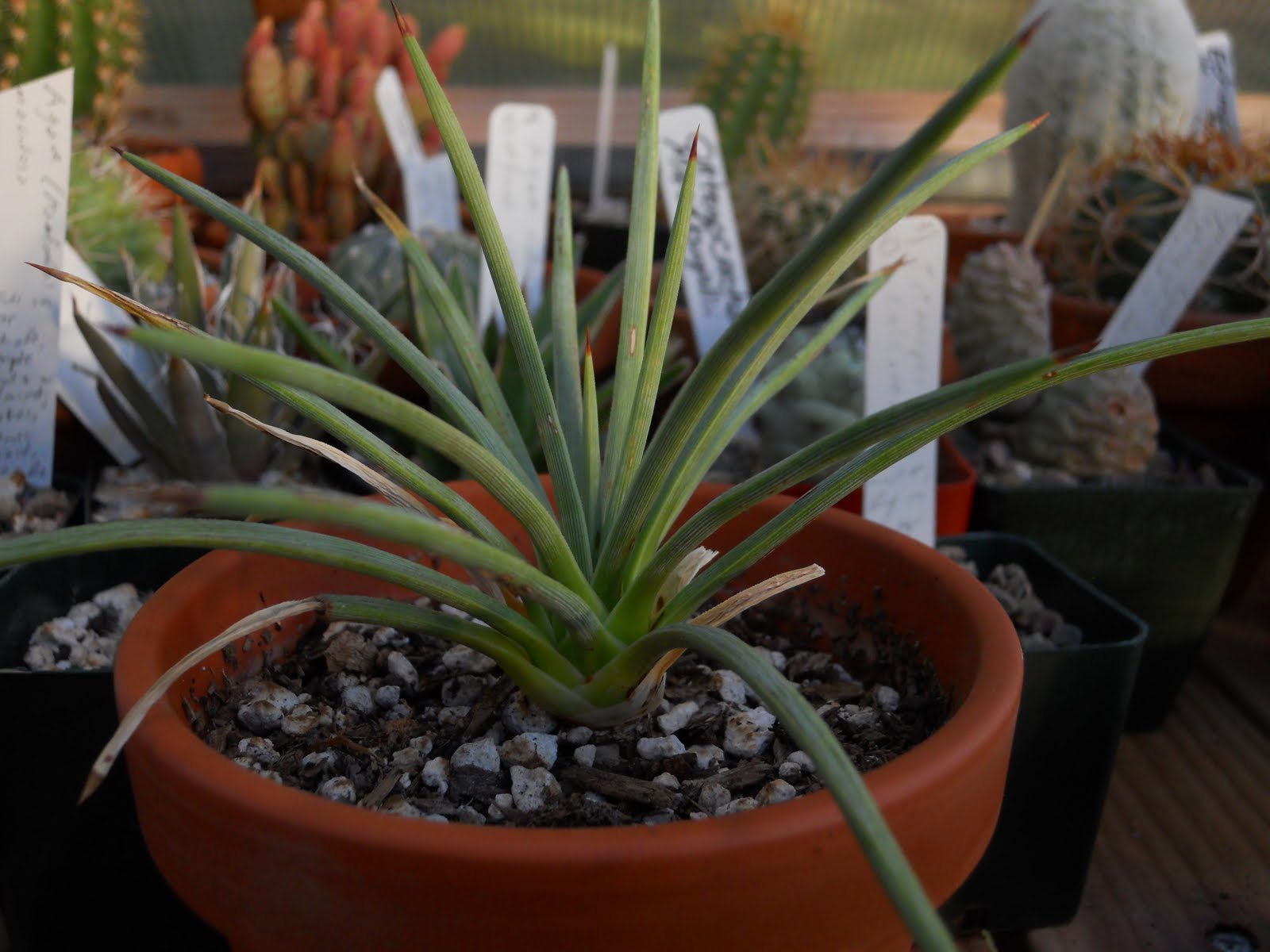 Death Valley Shack: Narrow Leaf Century Plant