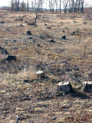 Bucurestiul vrea sa fie verde!: Defrisarea padurilor de la marginea ...