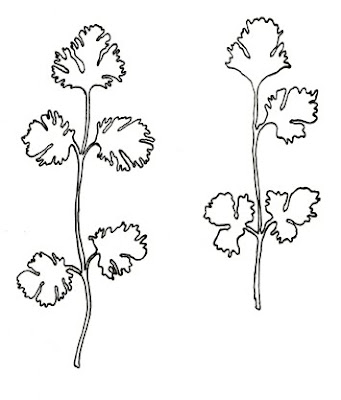 aarti draws: Coriander
