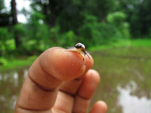 Aarti Badamikar: Smallest Snail
