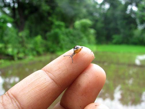 Aarti Badamikar: Smallest Snail