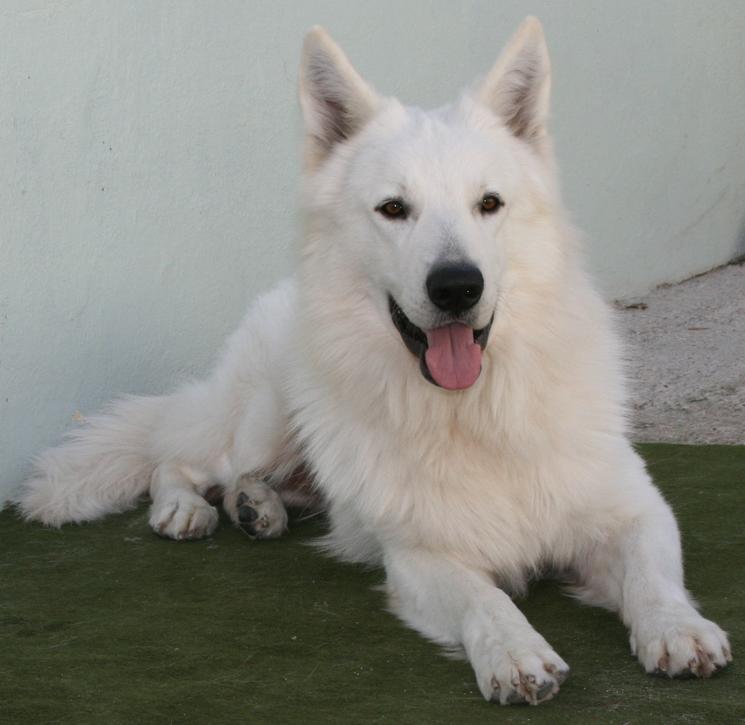 PASTOR BLANCO SUIZO ( DEL MONTE DEL OLMPO): PASTOR BLANCO SUIZO