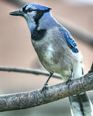 15 interesting facts about blue jays | Facts About All