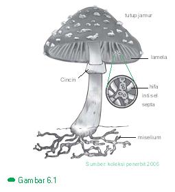 JAMUR (FUNGI)