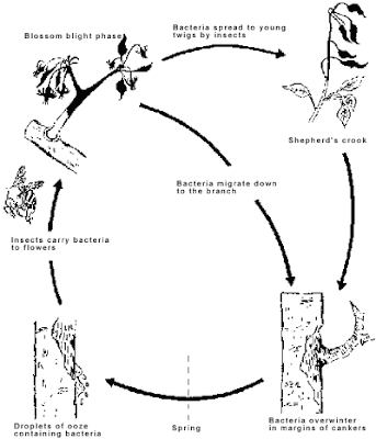 Potscapes Design Blog: Check your trees and shrubs for needed pruning ...