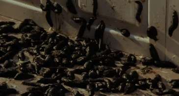 Junta Juleil's Culture Shock: Film Review: SLUGS THE MOVIE (1988, Juan ...