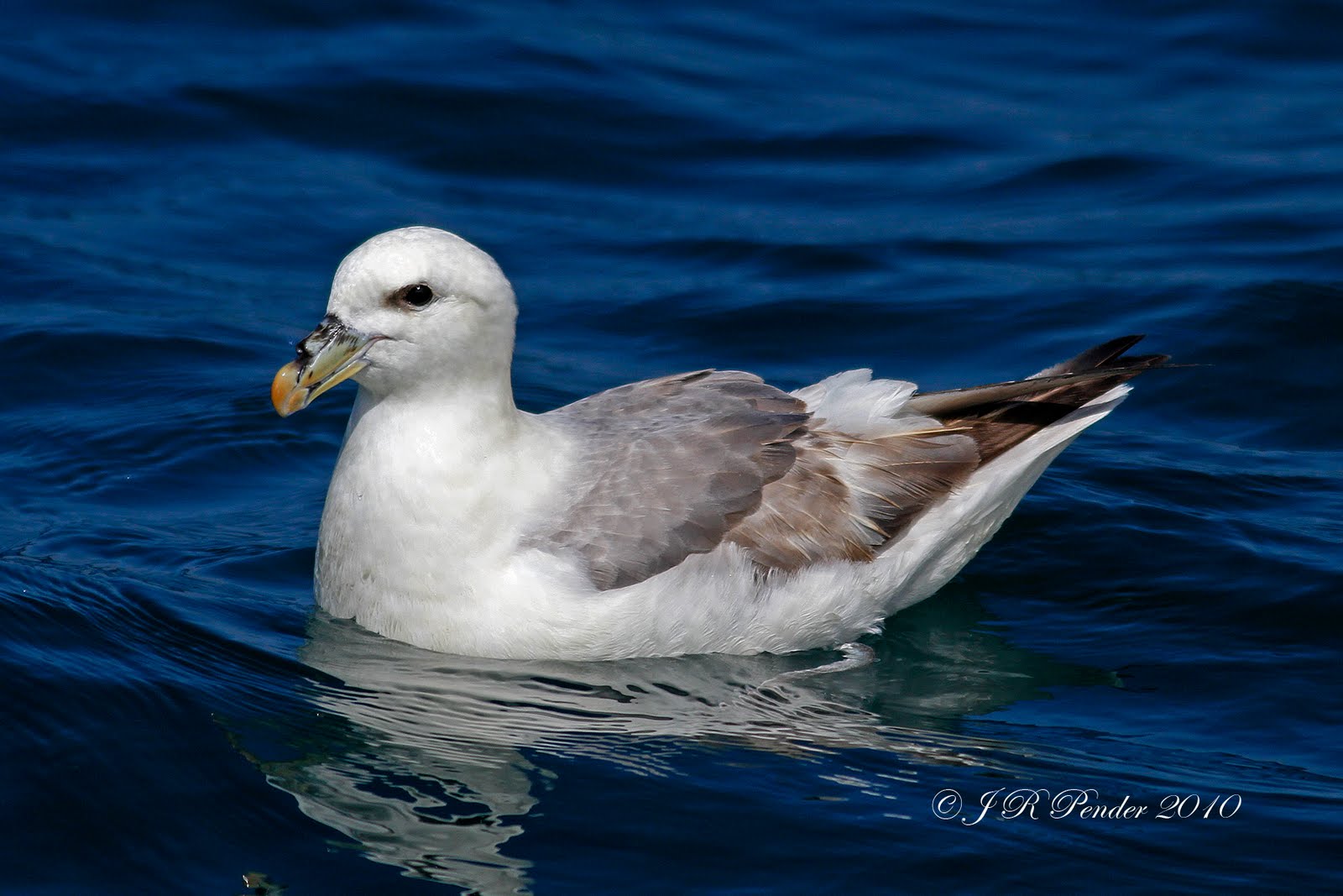 Joe Pender Wildlife Photography: Fulmar Petrel