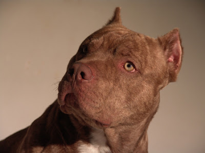 Brazil Pit Bull