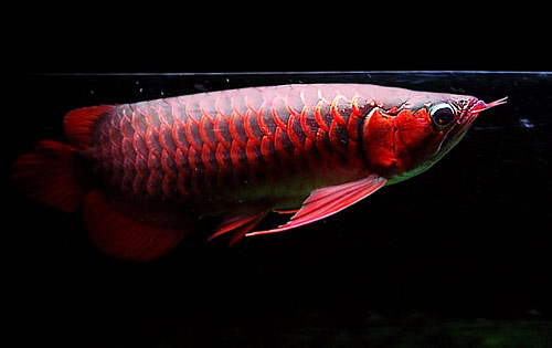 MoONaNnY: มาดูปลามังกรกัน -0-