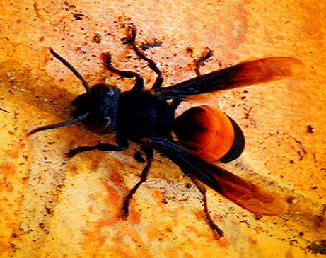 Koperasi SMK Tandek: Ancaman TEBUAN