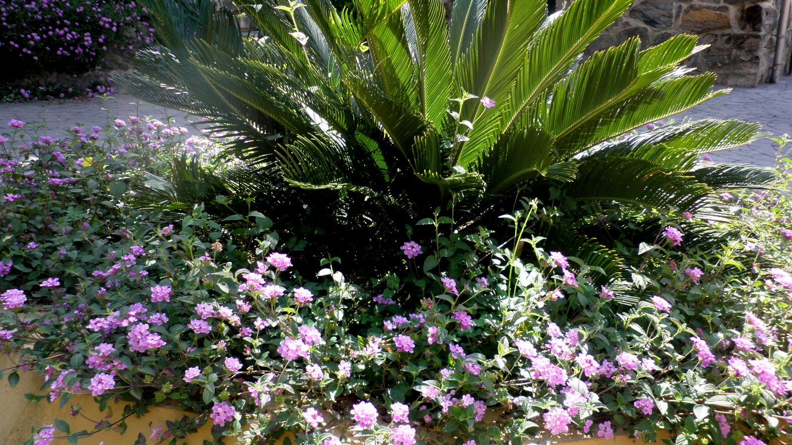 jardinbio: Lantana rastrera (sellowiana)