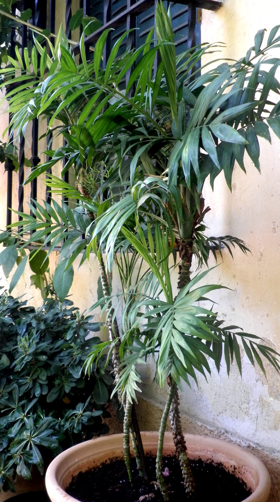 jardinbio: Ficus benjamina y Chamaedorea Seifrizii (Palmera bambu)
