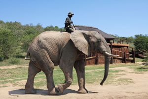 Addo Elephant Back Safaris and Lodge: Meet Mukwa