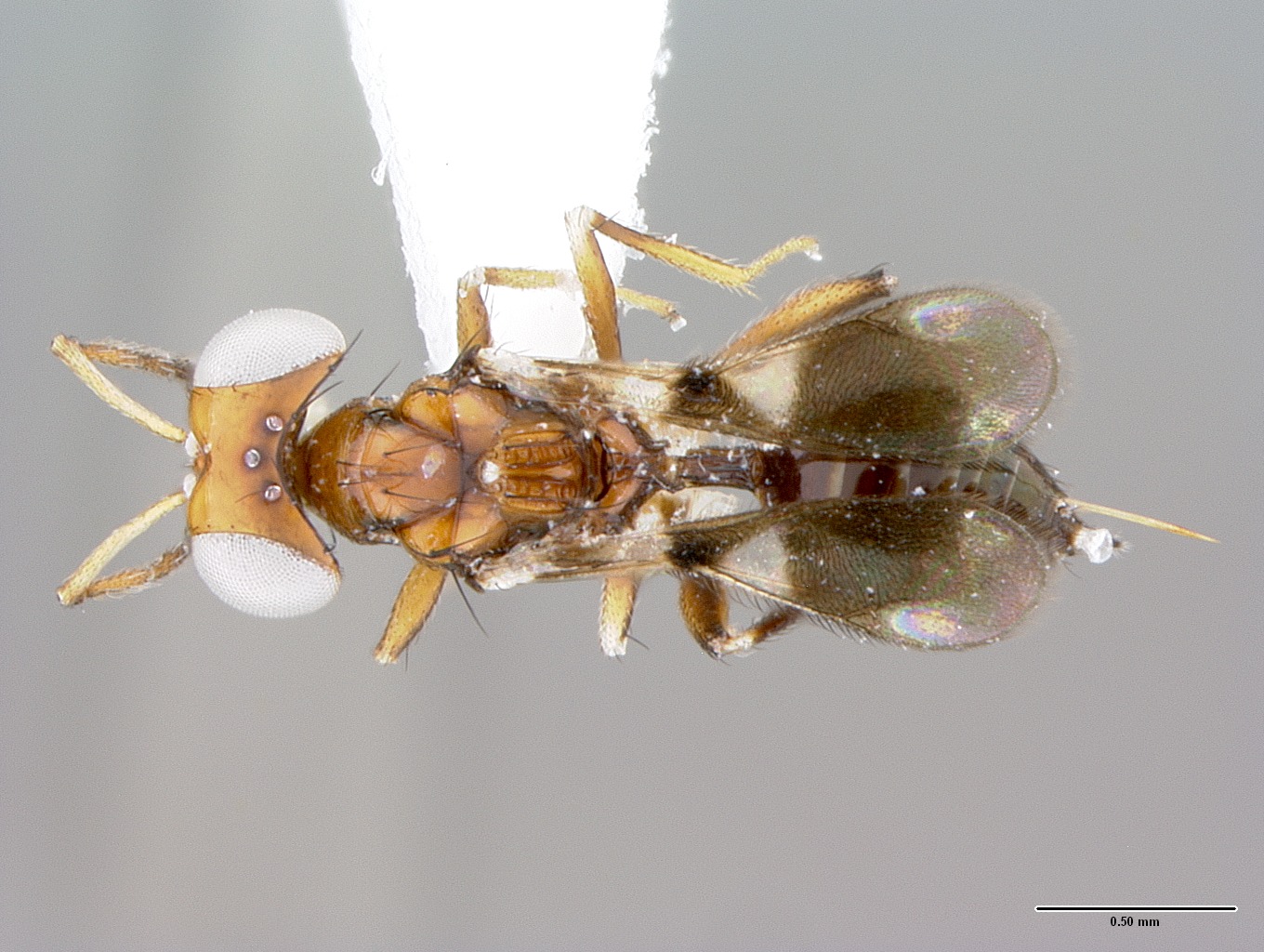 Insect Image of the Week: Hoplocrepis