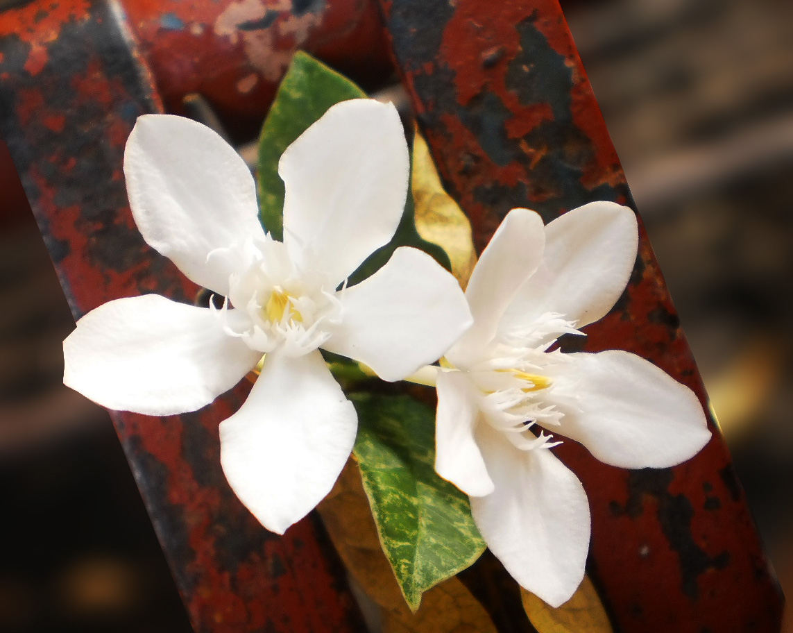 WHITE ANGEL - Woman Elan Vital | Davao Lifestyle Blog | Celebrating ...