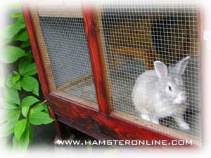 Rabbit: How You can keep your Pet Rabbit