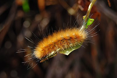 A land ethic: Photo focus: wooly worms