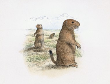 A land ethic: Prairie dog policy changing?