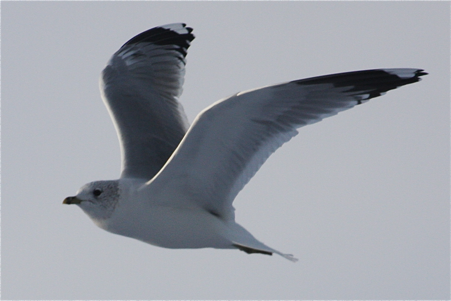 Morgithology: More adult Common Gull variation