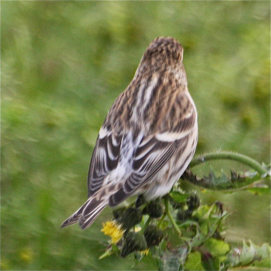 Morgithology: Lumping Lesser, Common and Arctic Redpolls