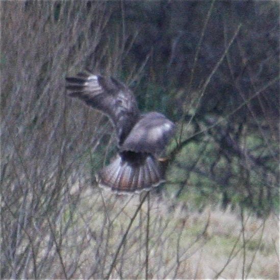 Morgithology: A buzzard's tail