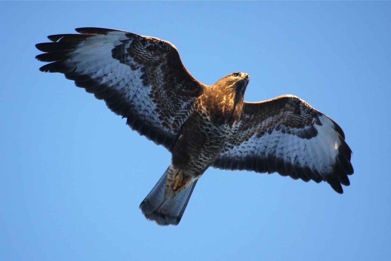 Morgithology: A buzzard's tail