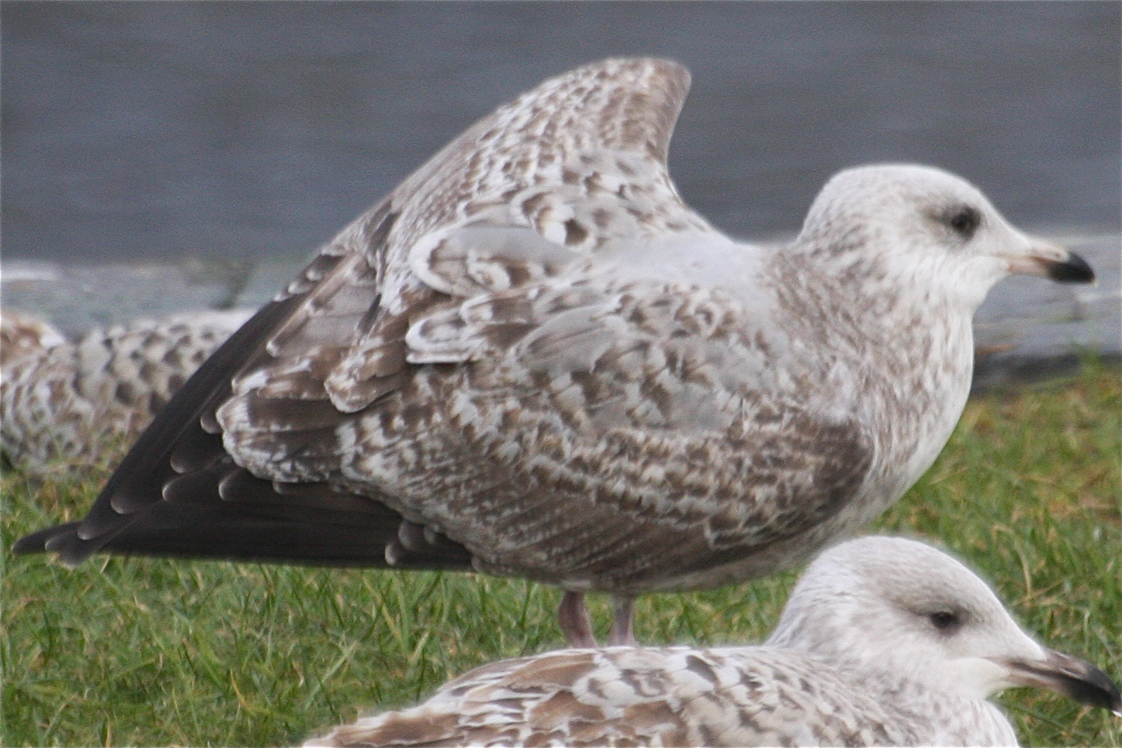 Morgithology: Second (and first) winter herring gulls (oops!)