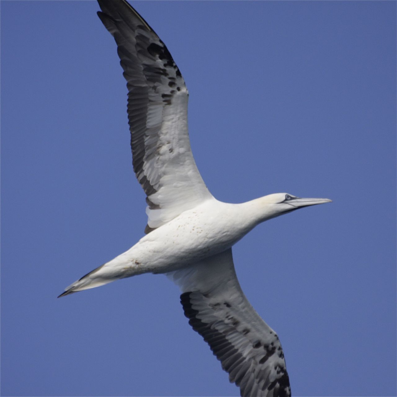 Morgithology: Northern Gannets