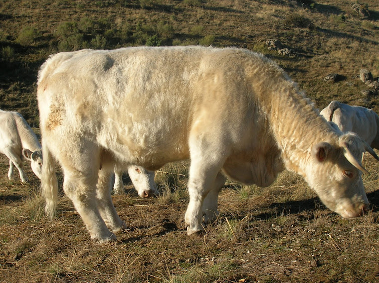 GANADERIA "ARROYO DE CIRIZA SC" PURA RAZA CHAROLESA