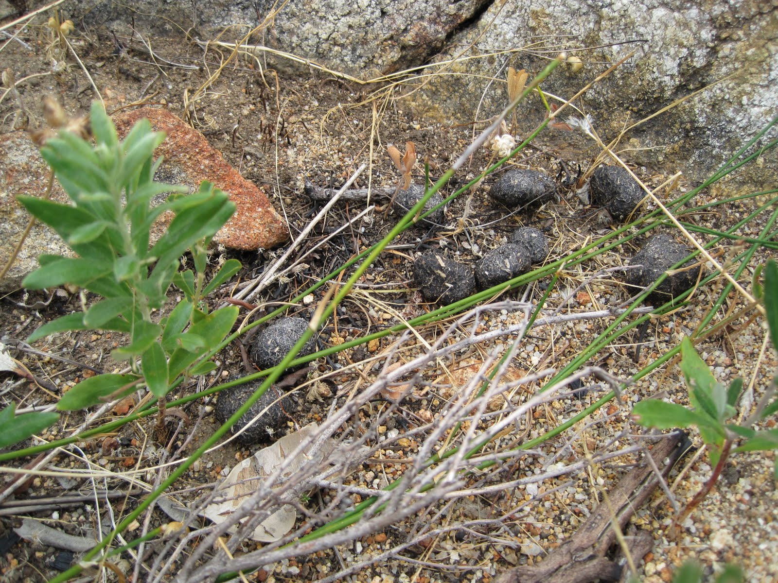 Frugal Bastard: Bushwalking in Lesmurdie Falls Mundy Regional Park