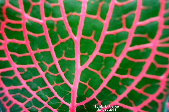 Meu Cantinho Verde: PLANTA-MOSAICO - ( Fittonia )